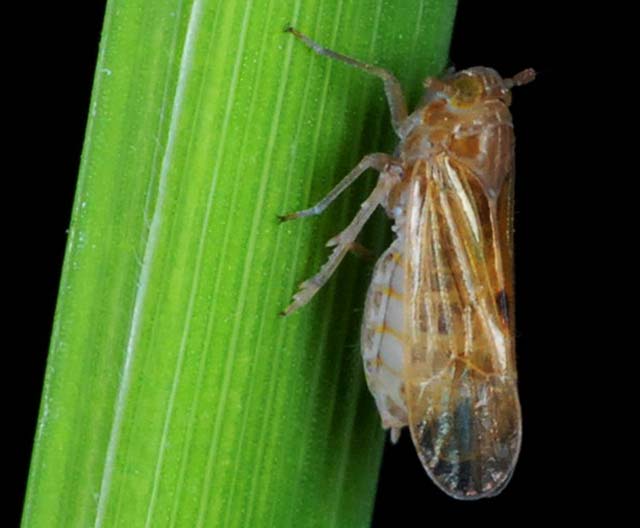 Govt to use new pesticides to take on Brown Plant Hopper - OrissaPOST