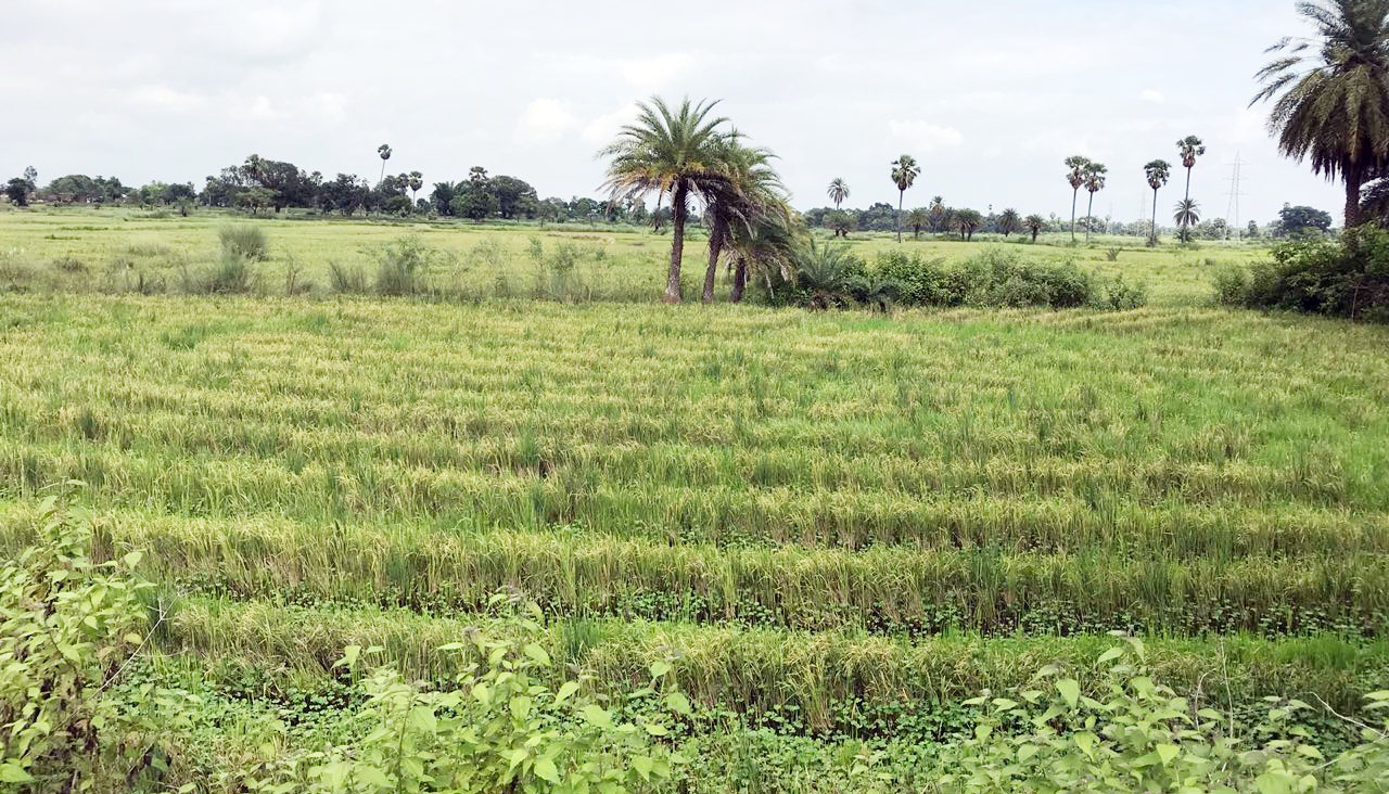 Chopped paddy plants re-grow, bring cheer for many - OrissaPOST