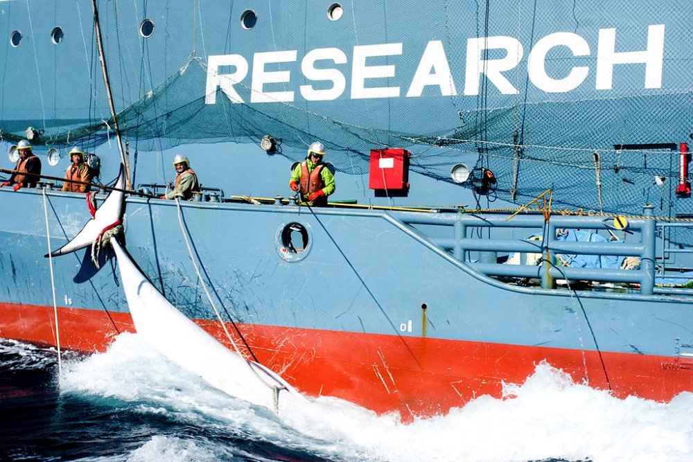 Japan to restart commercial whaling from July 2019 - OrissaPOST