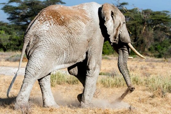 Strange disease kills 8 elephants in Tanzania - OrissaPOST