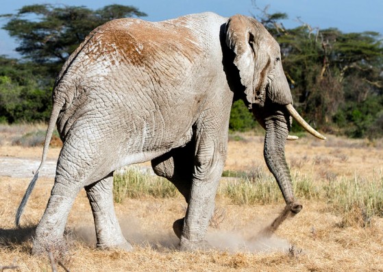 Strange disease kills 8 elephants in Tanzania - OrissaPOST