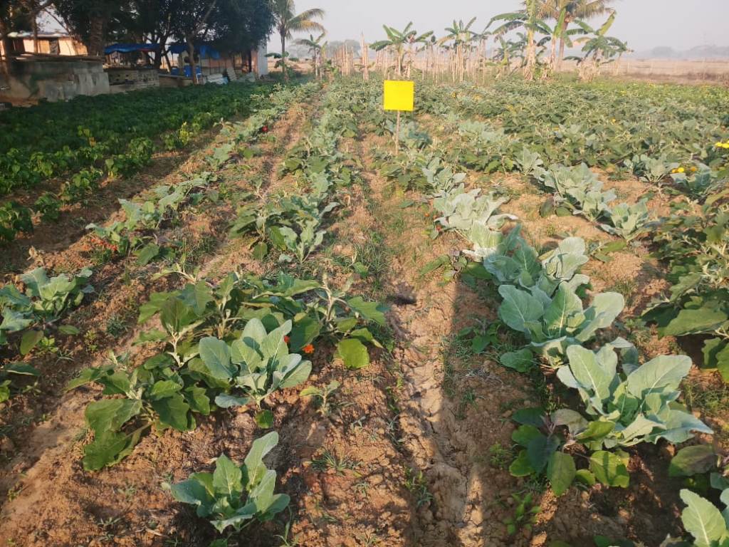 Entrepreneurs boost organic farming - OrissaPOST