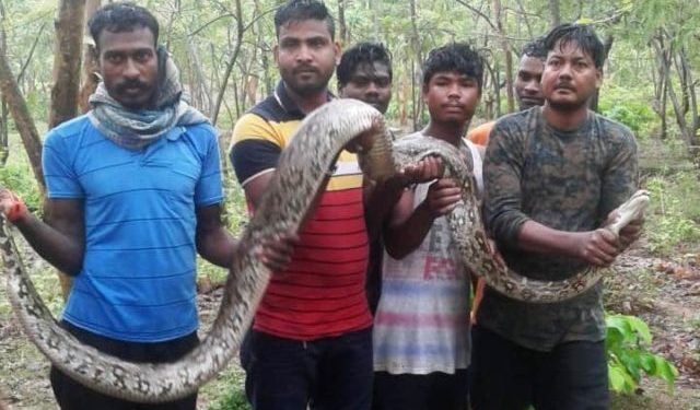 10-ft long python rescued - OrissaPOST