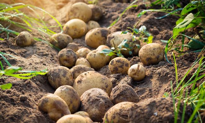 Subsidised seeds to give a fillip to potato farming - OrissaPOST Subsidised seeds to give a fillip to potato farming - OrissaPOST
