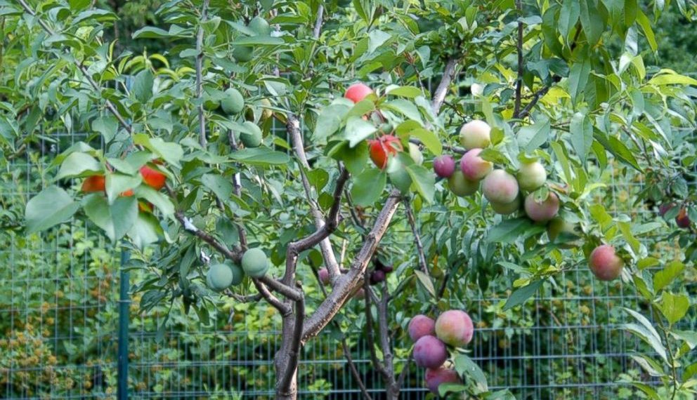 This tree grows 40 different kinds of fruits - OrissaPOST
