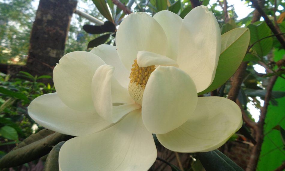 Parijata blossoms in Cuttack - OrissaPOST