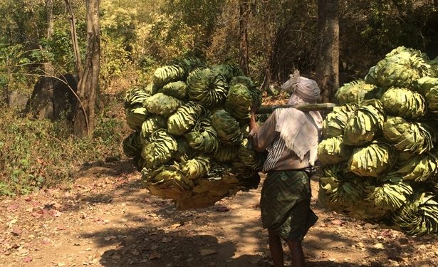 Lend an ear to the forest dwellers’ unheard shrieks - OrissaPOST