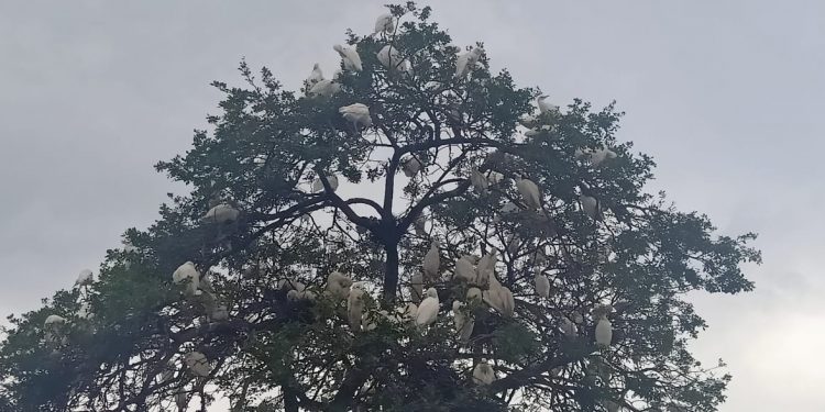 Over 10,000 birds flock this village in Odisha’s Dhenkanal every year ...