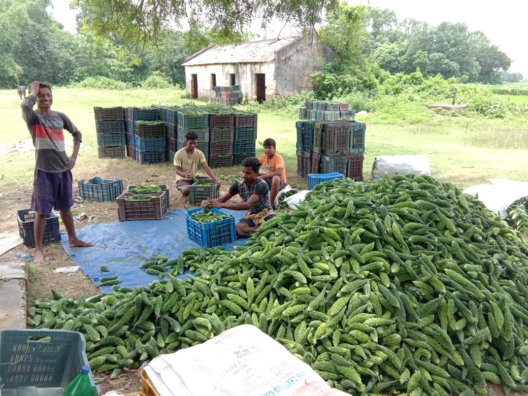 Rasulpur farmers await Central aid - OrissaPOST