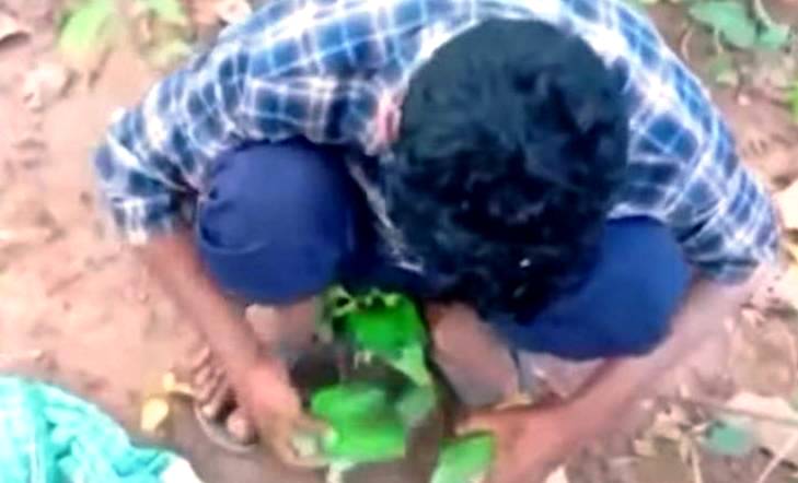 Forest dept orders probe after video of hunting wild parrots goes viral ... Forest dept orders probe after video of hunting wild parrots goes viral ...