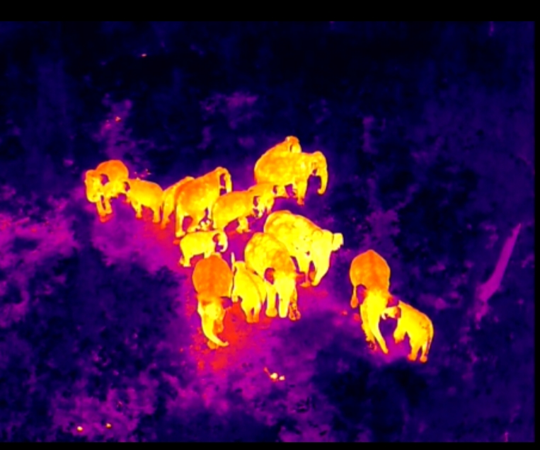 Thermal drones to prevent man-animal tiff - OrissaPOST