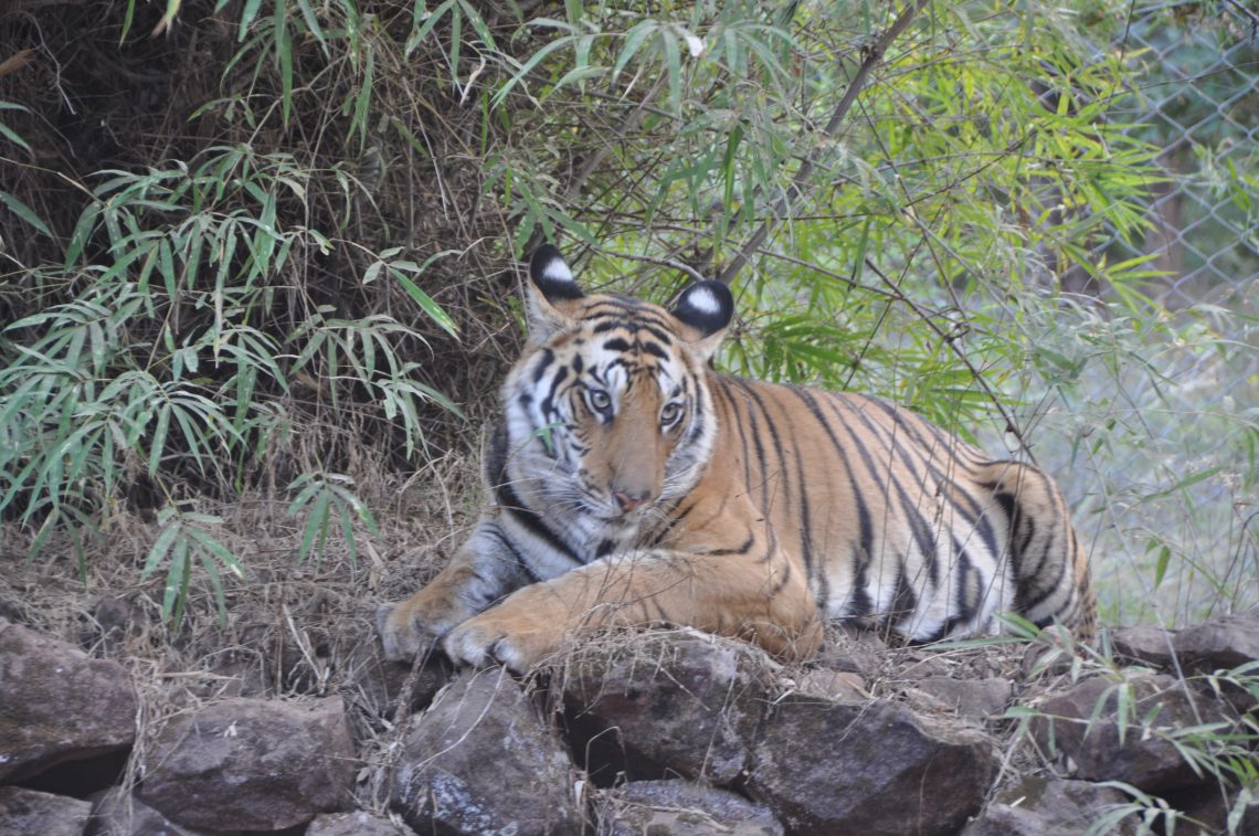 Tiger footprints vanishing in Odisha - OrissaPOST