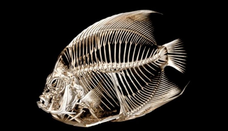 Fish undergoes CT scan for this reason! See pics - OrissaPOST