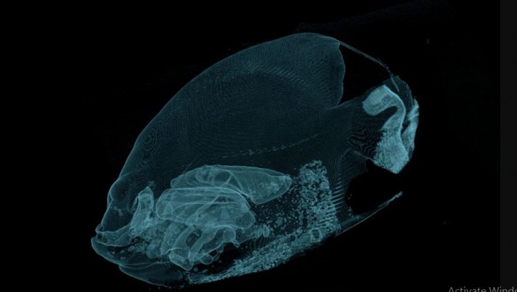 Fish undergoes CT scan for this reason! See pics - OrissaPOST