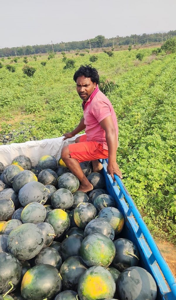 ‘WADI’ project transforms innovative tribal farmer’s life - OrissaPOST