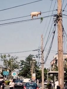 Gravity who? Viral video leaves netizens in disbelief as goat grazes on ...