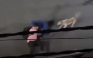 Watch viral video: Man pinned down by seven stray dogs until unexpected ...