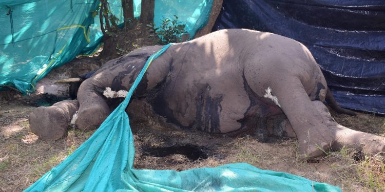 Tusker found dead in Khesada forest - OrissaPOST